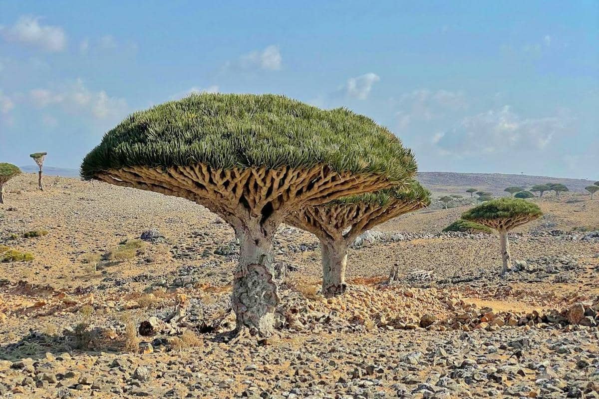 Misteri Socotra, Pulau dengan Flora-Fauna Bak dari "Planet Lain" | IDN ...