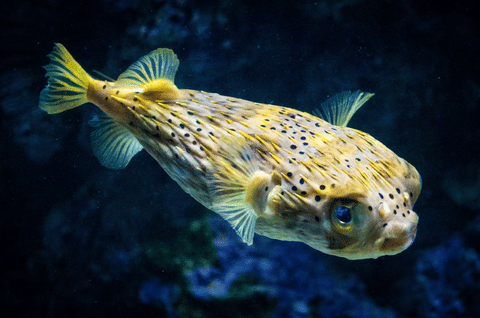 5 Fakta Menarik Ikan Puffer, Ikan Imut yang Bisa Menggembung | IDN Times