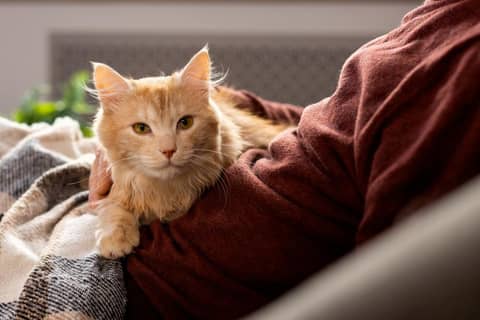 Kenapa Kucing Cuma Mengeong saat Lihat Kamu? Bikin Senyum! | IDN Times