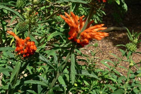 5 Fakta Menarik Leonotis Leonurus, Bunganya Mirip Ekor Singa! | IDN Times