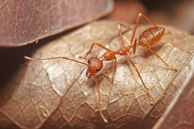 5 Spesies Semut Unik di Indonesia, Punya Bentuk Tubuh yang Bervariasi ...