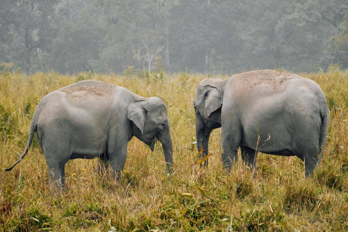 Mengapa Gajah Tidak Memiliki Predator Alami? Ini Jawabannya! | IDN Times