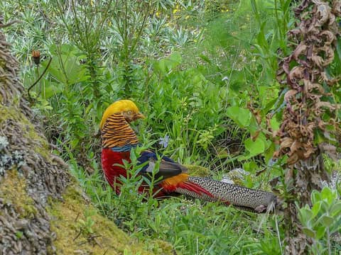 7 Fakta Golden Pheasant, Burung Pegar Emas yang Paling Memukau | IDN Times