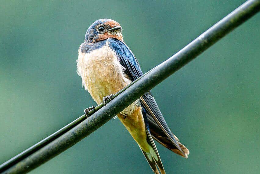 7 Fakta Unik Layang-layang Asia, Burung Migran Cantik Pencinta Simetri ...