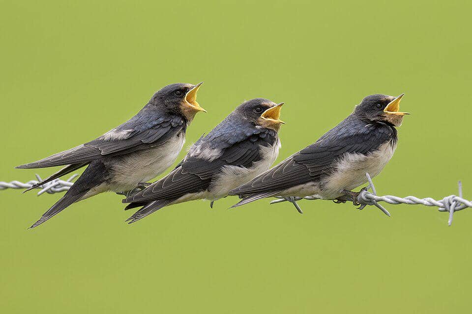 7 Fakta Unik Layang-layang Asia, Burung Migran Cantik Pencinta Simetri ...