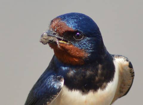 7 Fakta Unik Layang-layang Asia, Burung Migran Cantik Pencinta Simetri ...