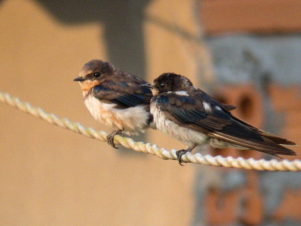 7 Fakta Unik Layang-layang Asia, Burung Migran Cantik Pencinta Simetri ...