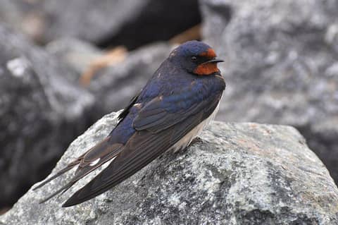 7 Fakta Unik Layang-layang Asia, Burung Migran Cantik Pencinta Simetri ...