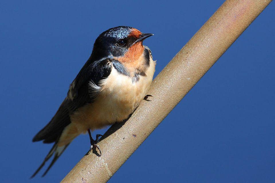 7 Fakta Unik Layang-layang Asia, Burung Migran Cantik Pencinta Simetri ...