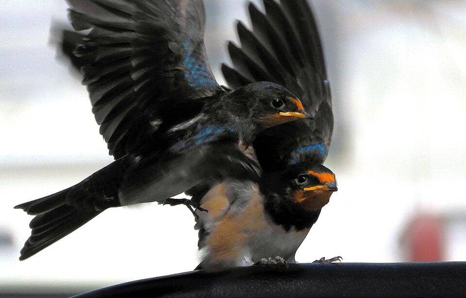 7 Fakta Unik Layang-layang Asia, Burung Migran Cantik Pencinta Simetri ...
