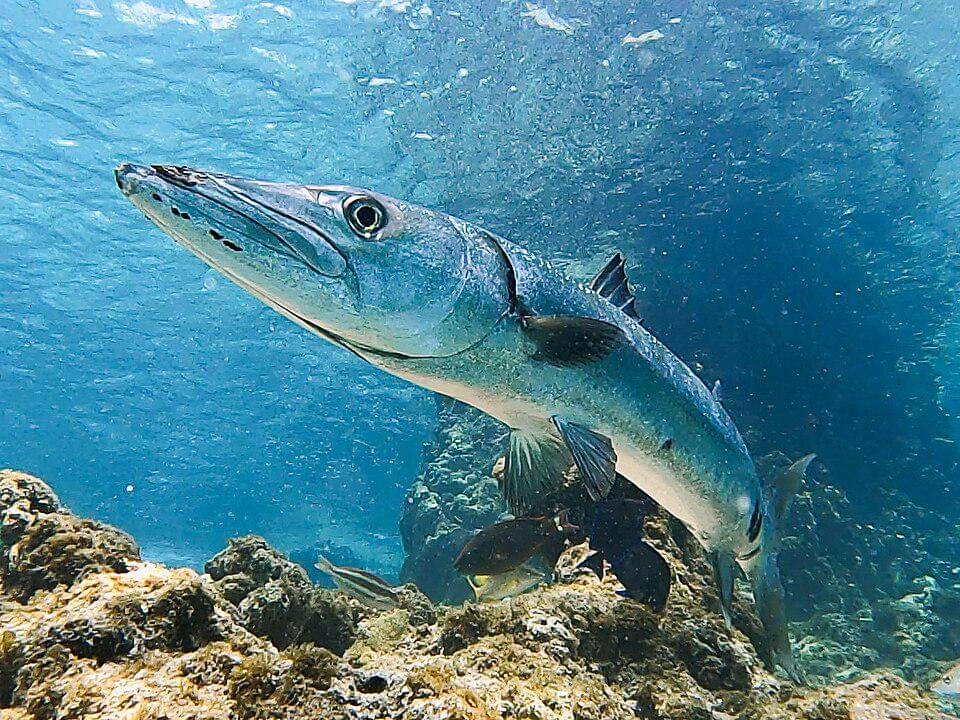 5 Fakta Barakuda Besar, Ikan yang Suka dengan Objek Berkilauan | IDN Times