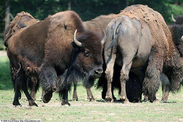 Mengenal Bison, Hewan Endemik Terkuat di Amerika Utara! | IDN Times