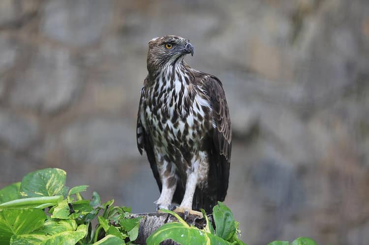 5 Elang Unik dari Genus Nisaetus, Sering Beterbangan di Hutan dan ...