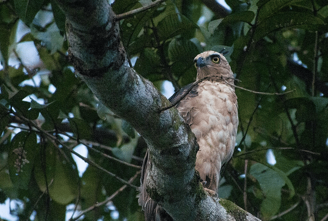 5 Elang Unik dari Genus Nisaetus, Sering Beterbangan di Hutan dan ...
