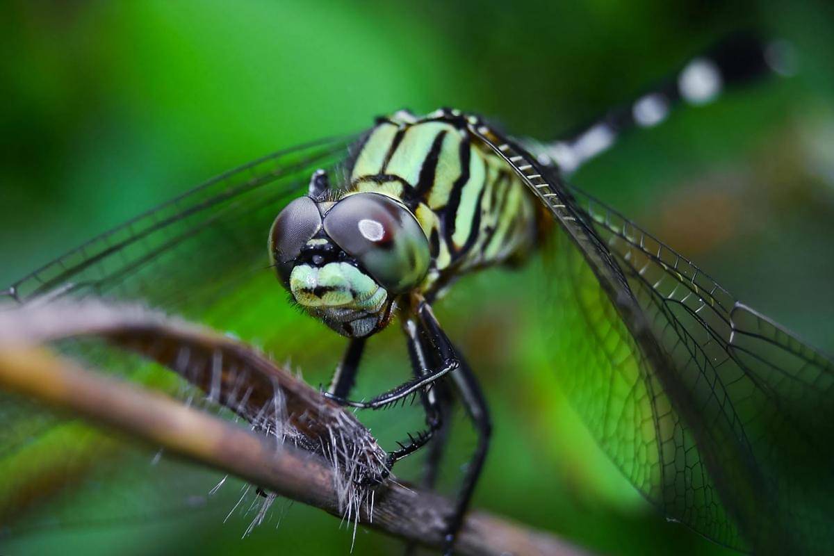 6 Fakta Capung, Serangga Cantik dengan Kemampuan Terbang Super Cepat ...