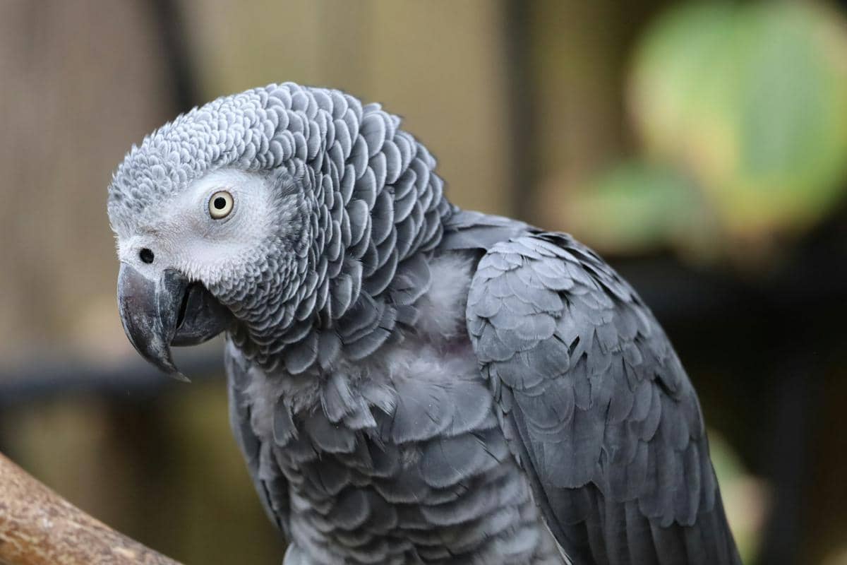 5 Fakta Menarik African Grey Parrot, Burung Beo Paling Jago Ngomong ...