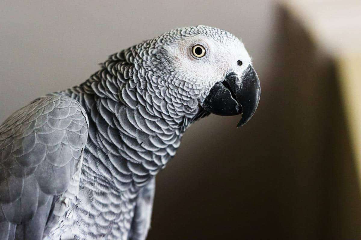 5 Fakta Menarik African Grey Parrot, Burung Beo Paling Jago Ngomong ...
