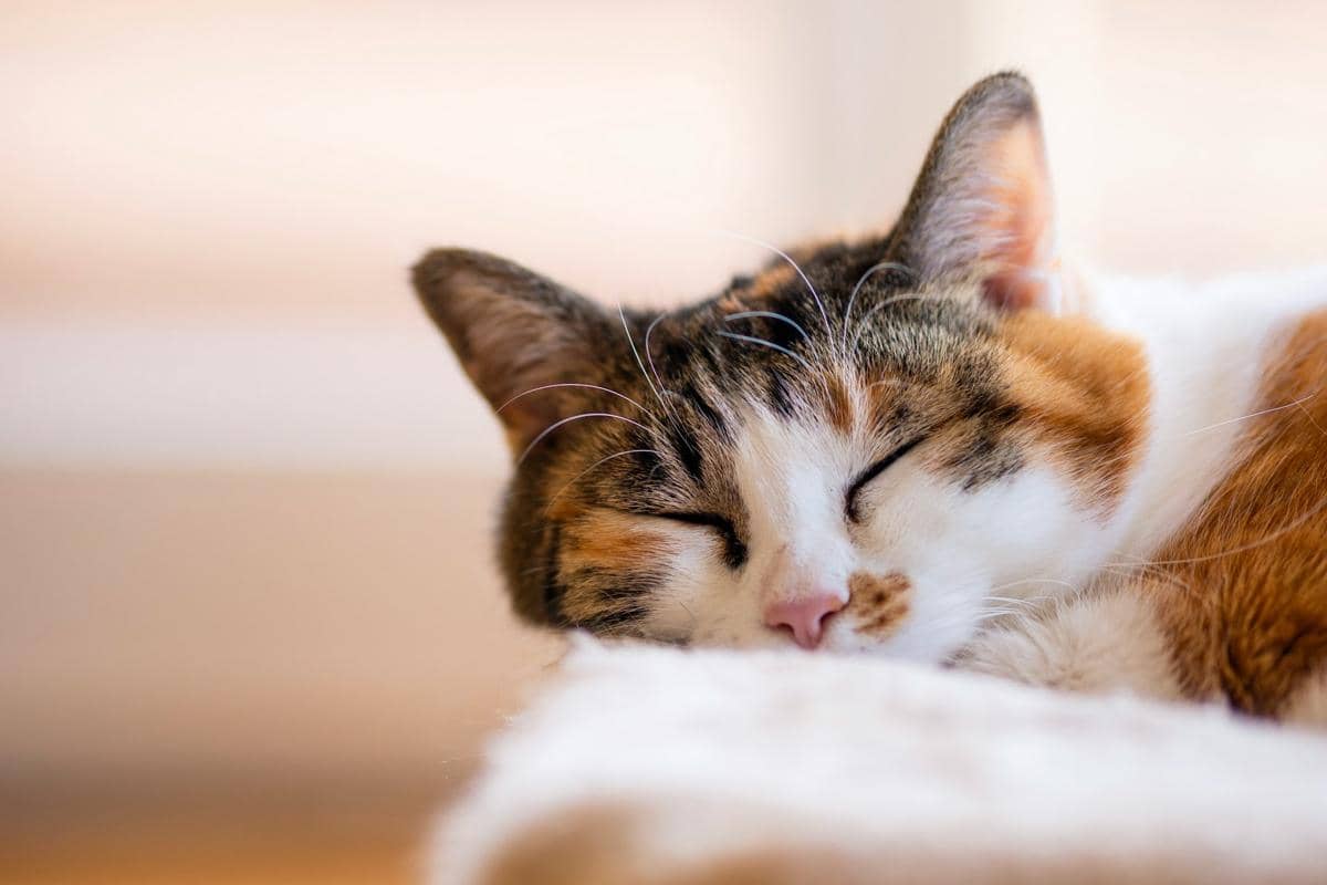 6 Jenis Kucing yang Ada di Story of Seasons: Grand Bazaar | IDN Times
