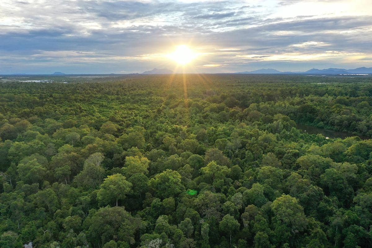 Taman Nasional Eksotis di Pulau Kalimantan, Dipenuhi Hutan Lebat | IDN ...