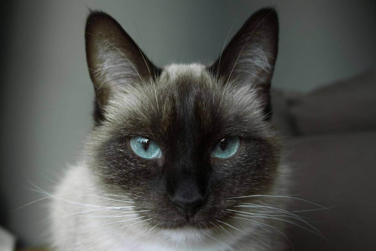 6 Jenis Kucing yang Ada di Story of Seasons: Grand Bazaar | IDN Times