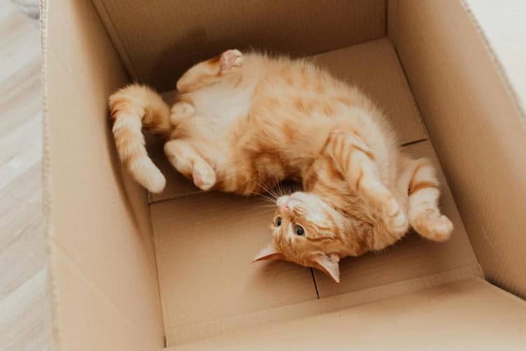 5 Alasan Kenapa Kucing Suka Kotak Kardus | IDN Times