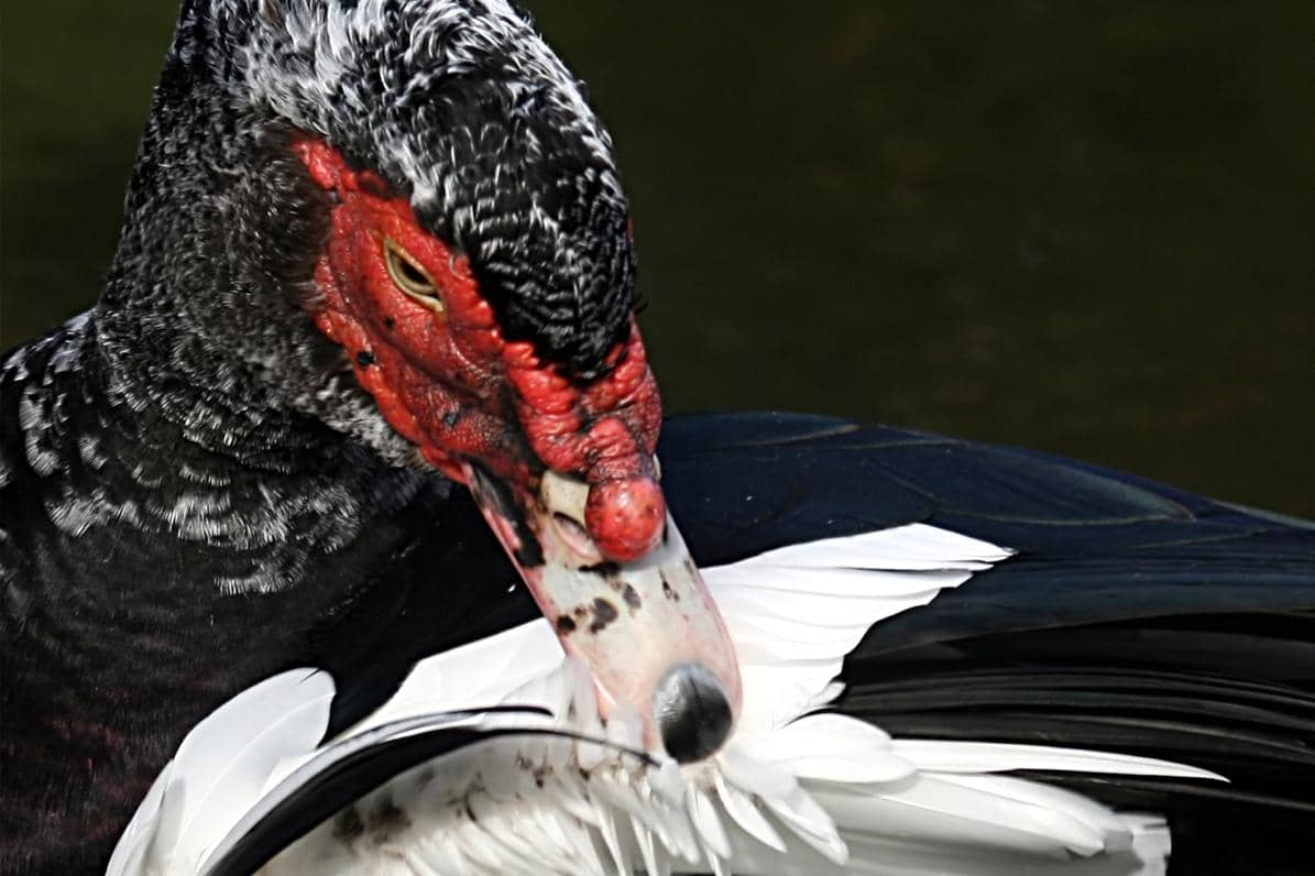 5 Fakta Unik Itik Serati, Ternyata Bebek Liar Terbesar di Dunia | IDN Times
