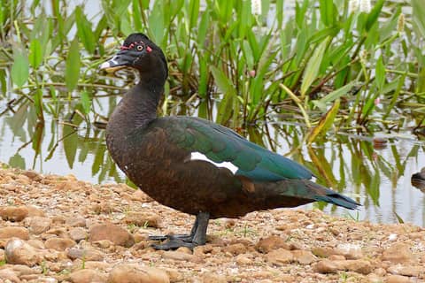 5 Fakta Unik Itik Serati, Ternyata Bebek Liar Terbesar di Dunia | IDN Times