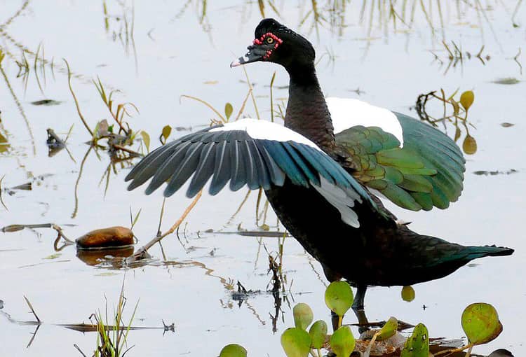 5 Fakta Unik Itik Serati, Ternyata Bebek Liar Terbesar di Dunia | IDN Times