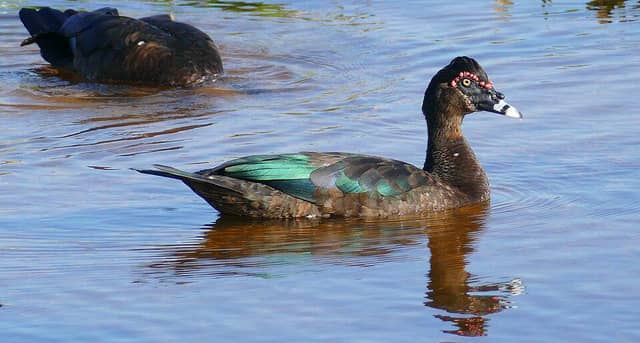 5 Fakta Unik Itik Serati, Ternyata Bebek Liar Terbesar di Dunia | IDN Times