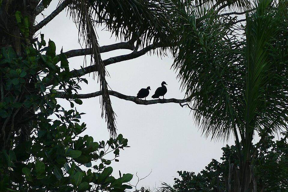 5 Fakta Unik Itik Serati, Ternyata Bebek Liar Terbesar di Dunia | IDN Times