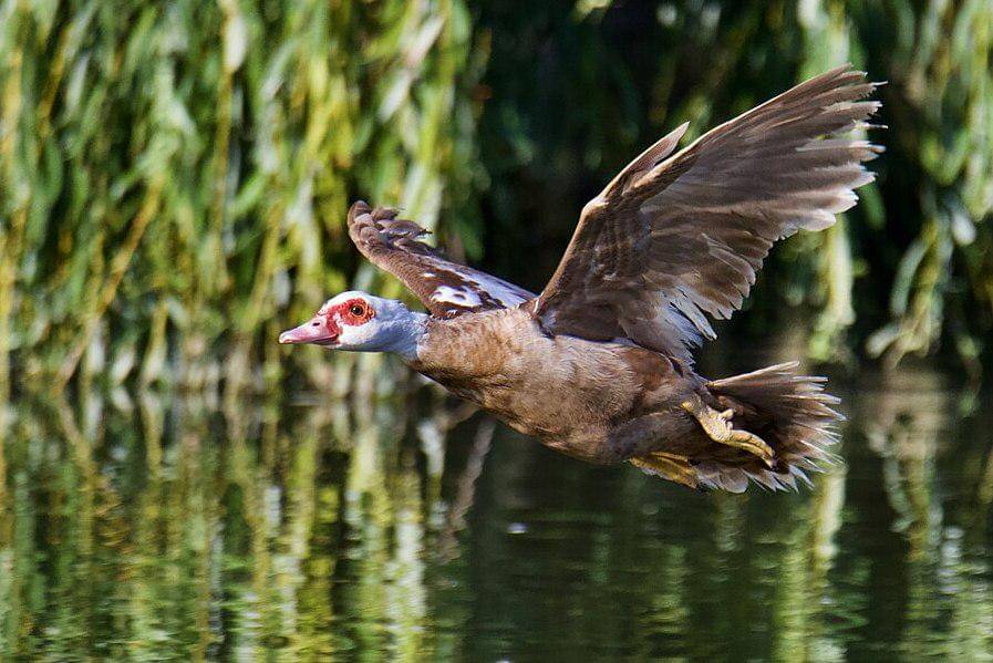 5 Fakta Unik Itik Serati, Ternyata Bebek Liar Terbesar di Dunia | IDN Times