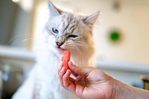 Apakah Kucing Boleh Makan Udang? Ini Penjelasannya | IDN Times