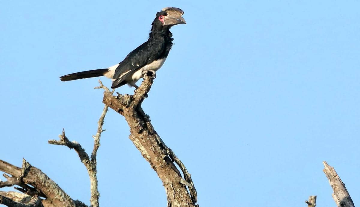 Kenali Trumpeter Hornbill, Rangkong Asal Afrika yang Cerdas dan Ramah ...