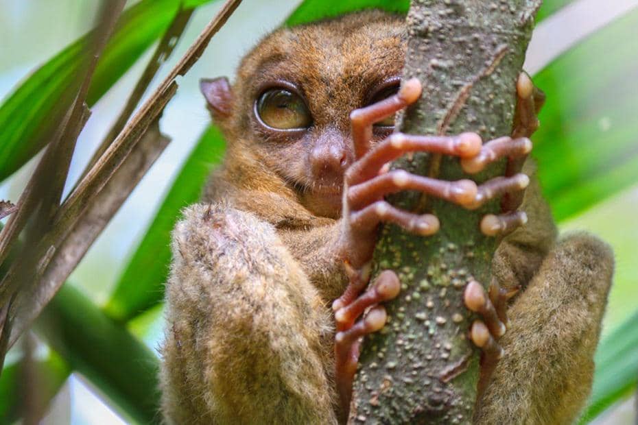 5 Fakta Tarsius Mentilin, Primata Terkecil dari Bangka Belitung | IDN Times