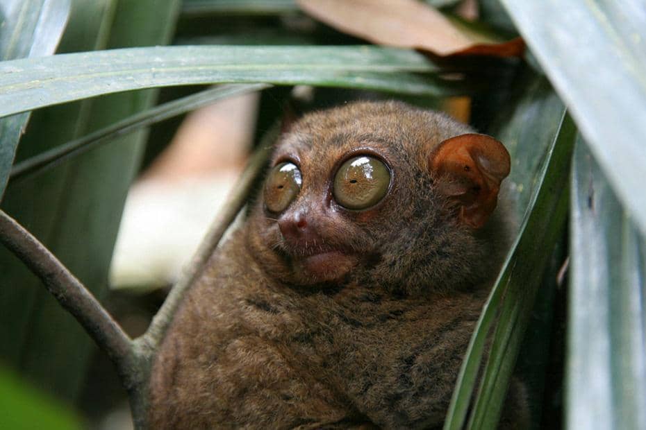 5 Fakta Tarsius Mentilin, Primata Terkecil dari Bangka Belitung | IDN Times
