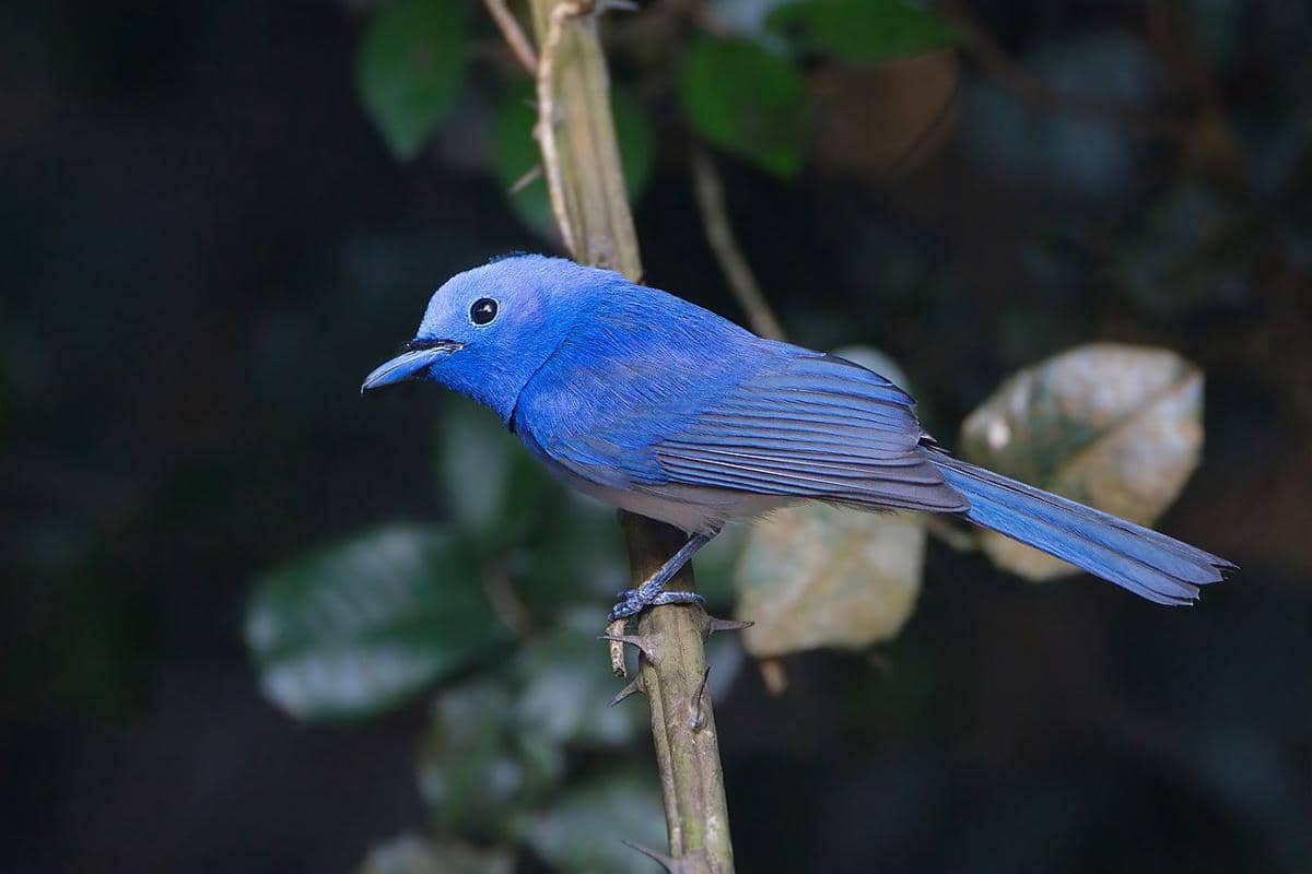 5 Burung Biru Cantik Asli Indonesia, bak Bidadari yang Terbang di ...