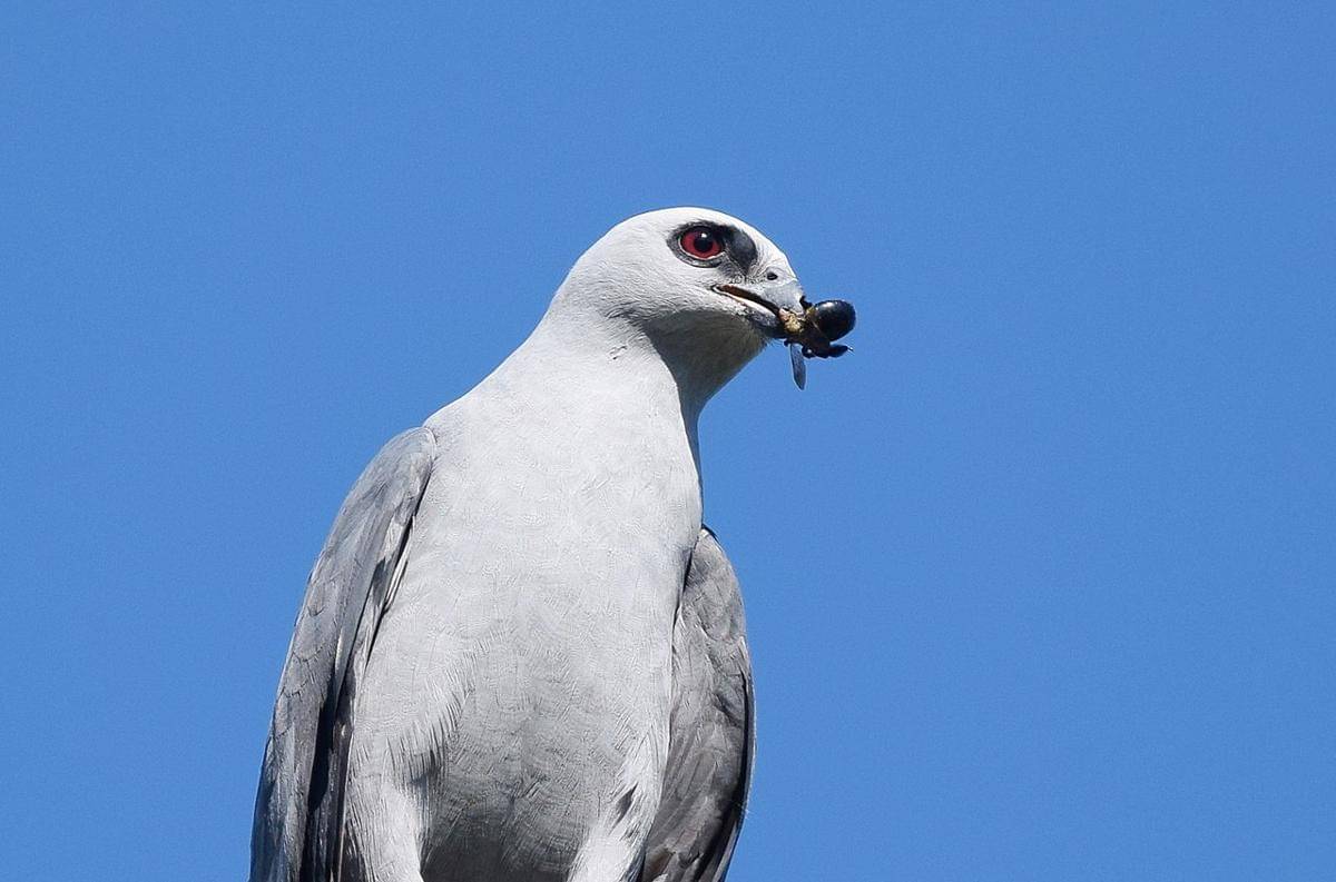 5 Fakta Menakjubkan Elang Mississippi, Elang Kecil Pemakan Serangga ...