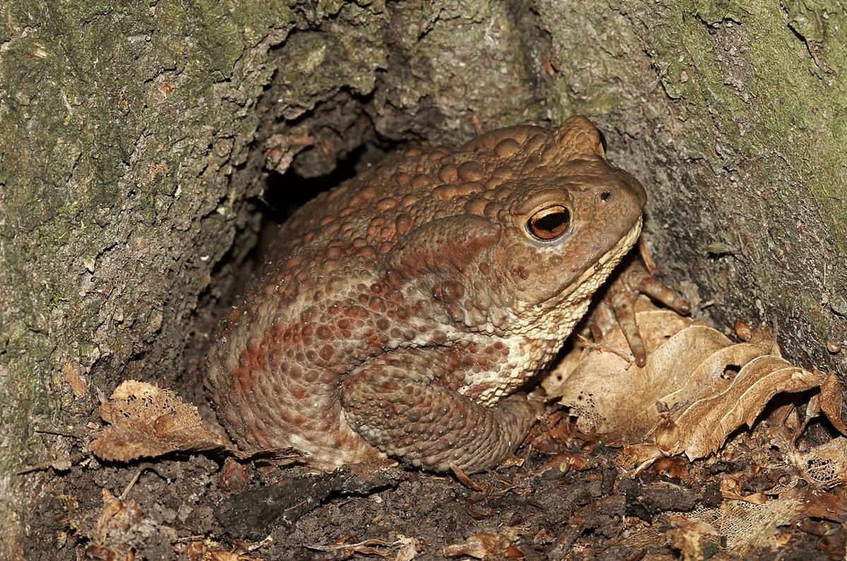 5 Kodok Unik dan Tak Biasa dari Genus Bufo, Salah Satunya Punya Duri ...