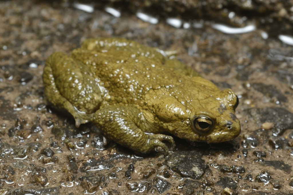 5 Kodok Unik dan Tak Biasa dari Genus Bufo, Salah Satunya Punya Duri ...