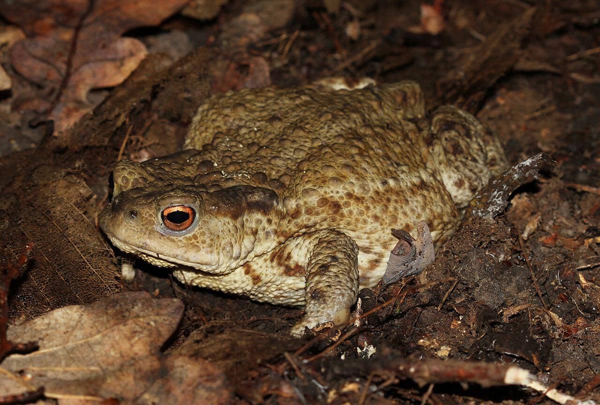 5 Kodok Unik dan Tak Biasa dari Genus Bufo, Salah Satunya Punya Duri ...