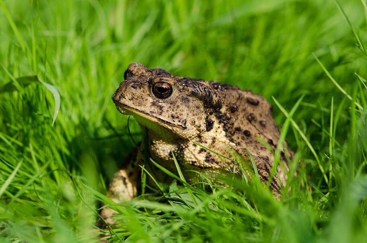 5 Kodok Unik dan Tak Biasa dari Genus Bufo, Salah Satunya Punya Duri ...
