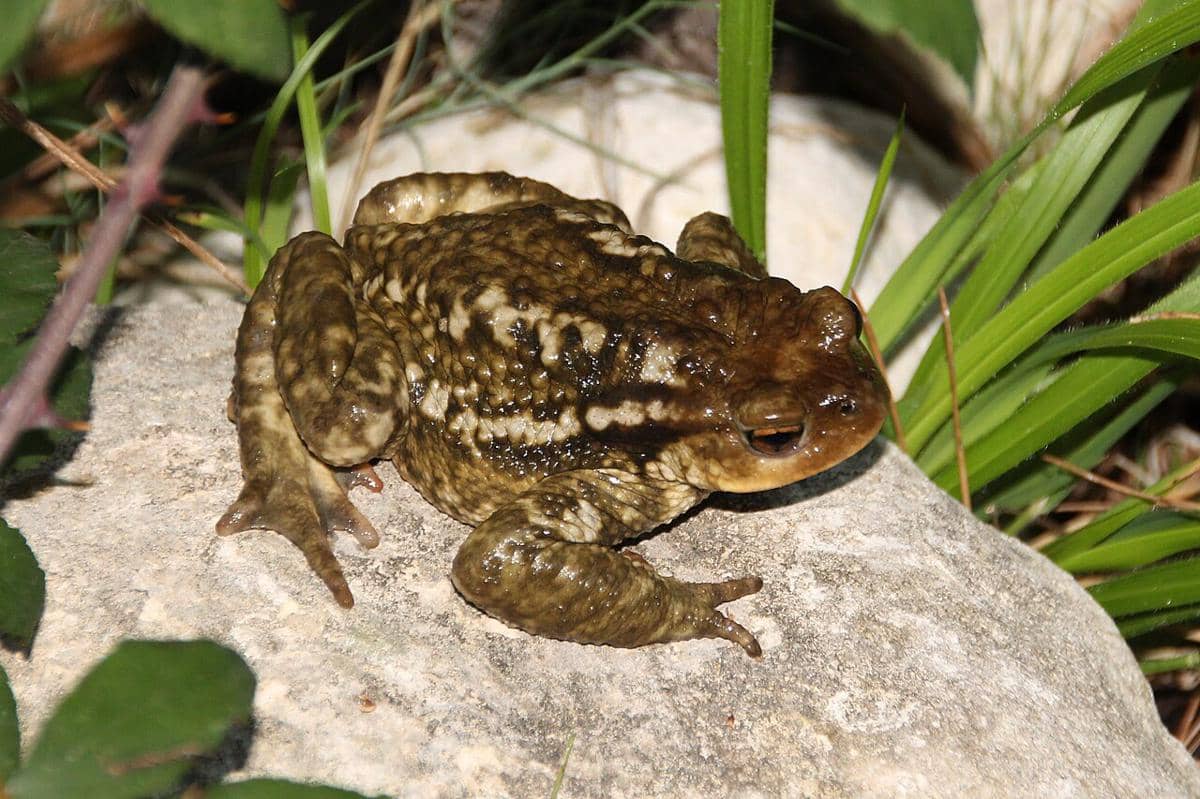 5 Kodok Unik dan Tak Biasa dari Genus Bufo, Salah Satunya Punya Duri ...