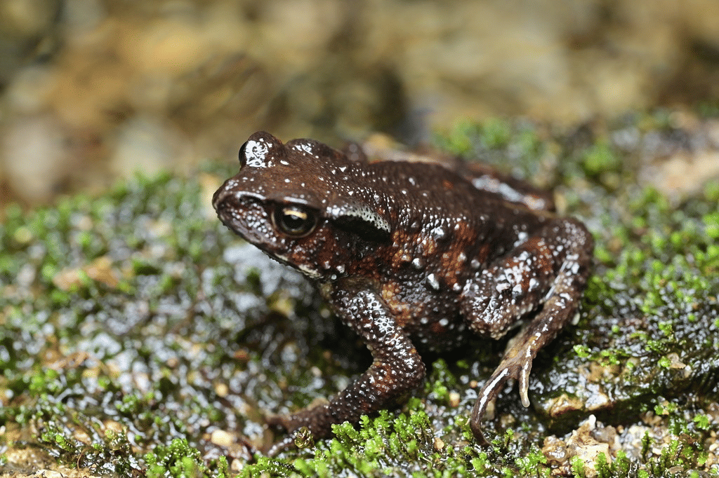 5 Kodok Unik dan Tak Biasa dari Genus Bufo, Salah Satunya Punya Duri ...