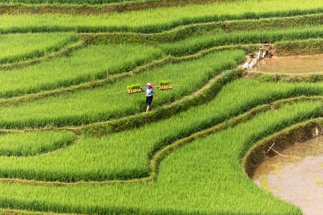 Produksi Padi Lampung 2025 Diprediksi Naik 14,65 Persen, Tembus 3,2 Ton ...