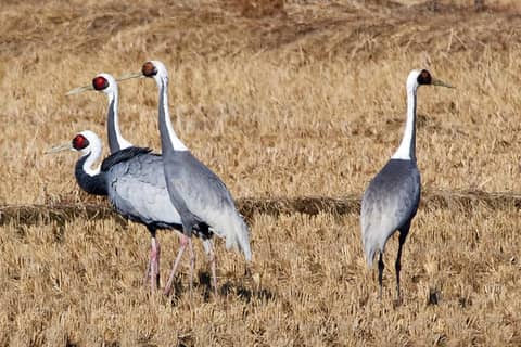 5 Fakta White Naped Crane, si Vokal yang Ritual Perkawinannya Sangat ...