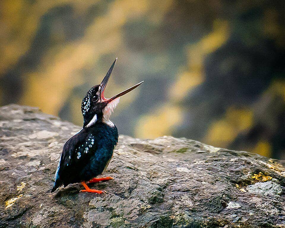 5 Fakta Burung Raja Udang Perak, Unik dan Persebarannya Terbatas! | IDN ...