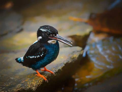 5 Fakta Burung Raja Udang Perak, Unik dan Persebarannya Terbatas! | IDN ...