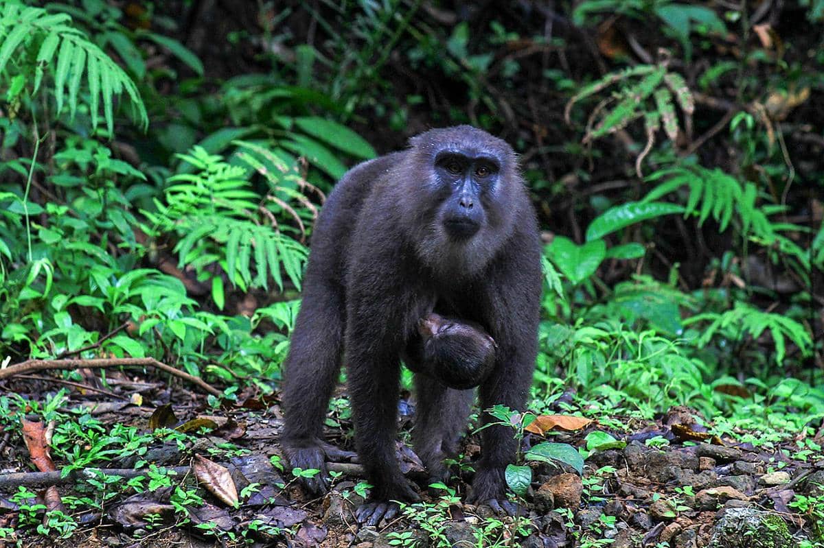 Monyet Genus Macaca yang Populasinya Terancam Punah | IDN Times