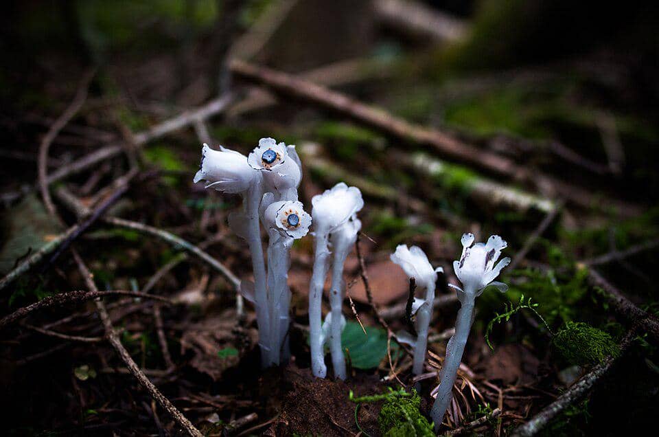 5 Fakta Monotropastrum Humile, Bunga Hantu yang Hidup dari Jamur | IDN ...