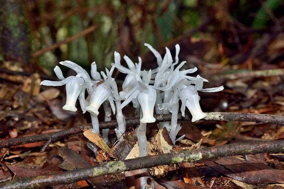 5 Fakta Monotropastrum Humile, Bunga Hantu yang Hidup dari Jamur | IDN ...